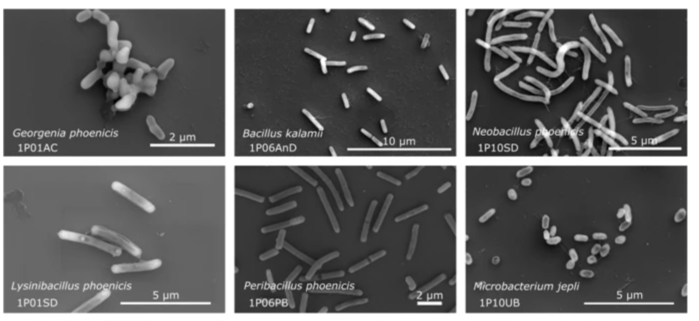Tough Microbes Found in NASA Cleanrooms Hold Clues to Space Survival ...